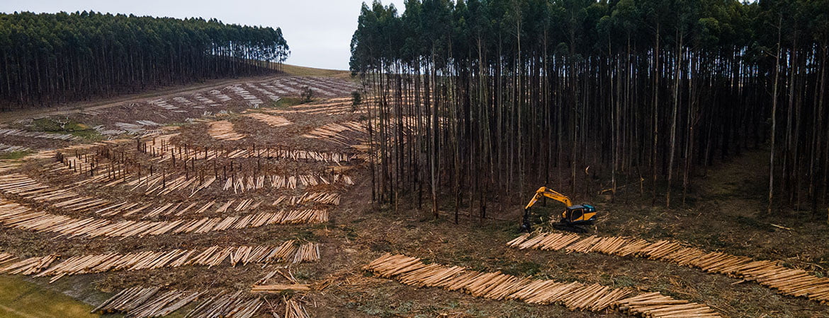 Large Scale Harvesting | Mechanical Vegetation Solutions